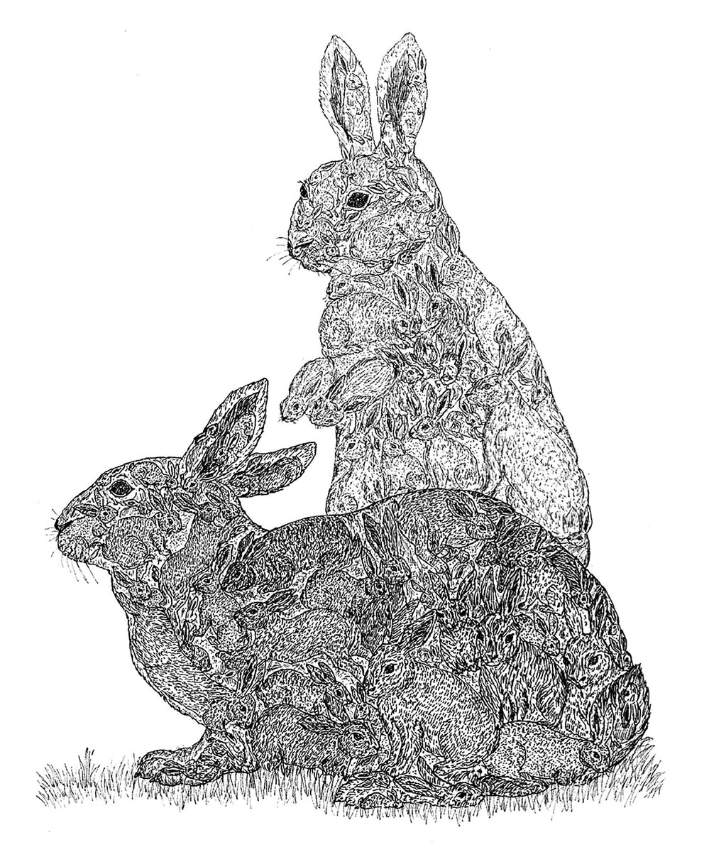 Multiplying Rabbits – Chazmania